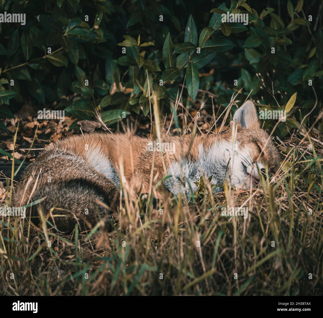 Close up shot of a beautiful and cute wild fox taking a nap on the ...