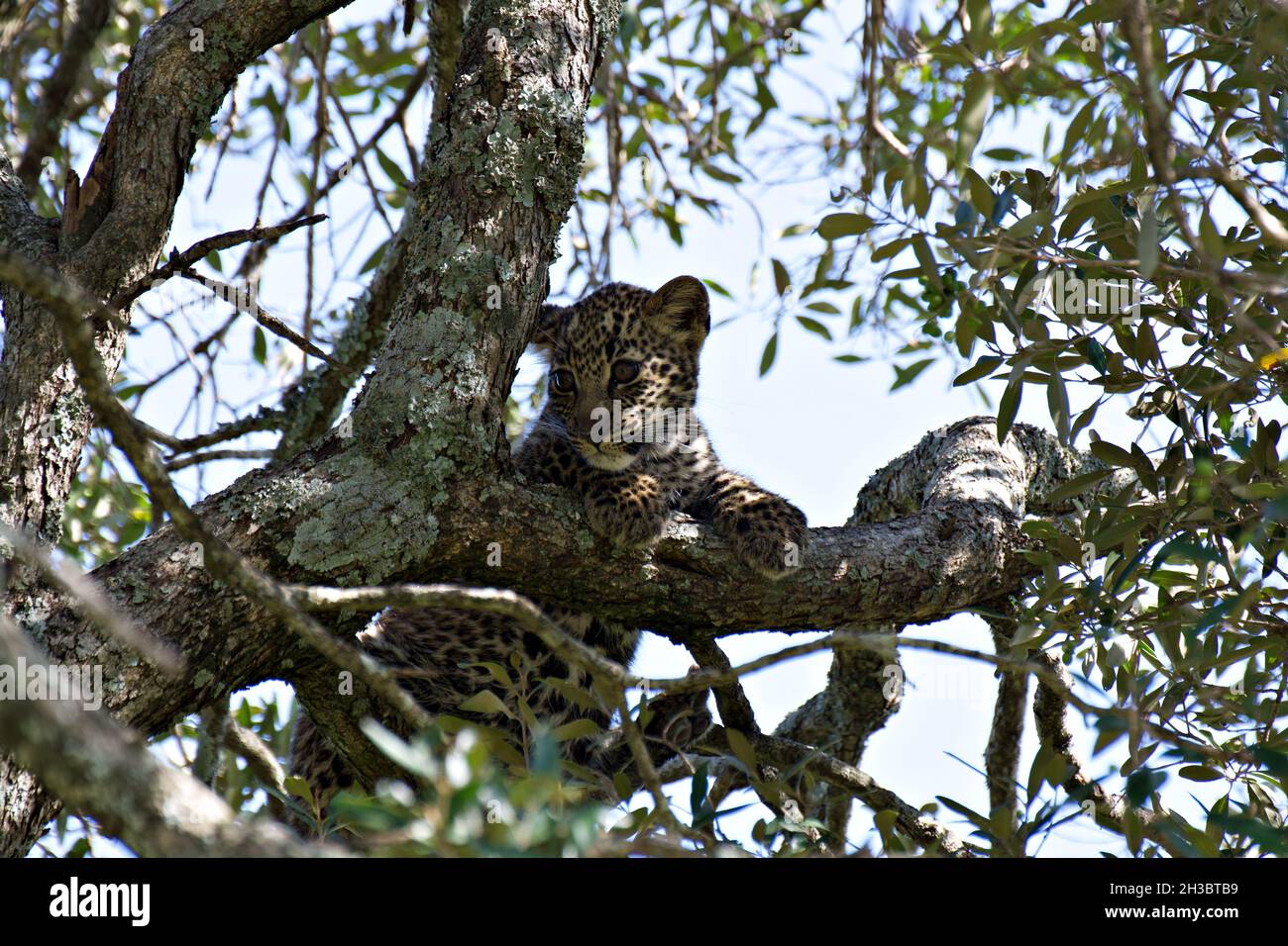 Baby leopard hi-res stock photography and images - Alamy