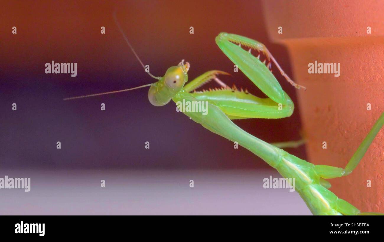 Purple Boxer Mantis