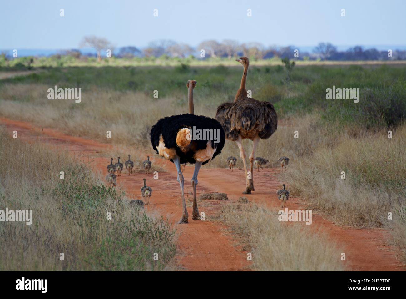 Ostrichfamily hi-res stock photography and images - Alamy