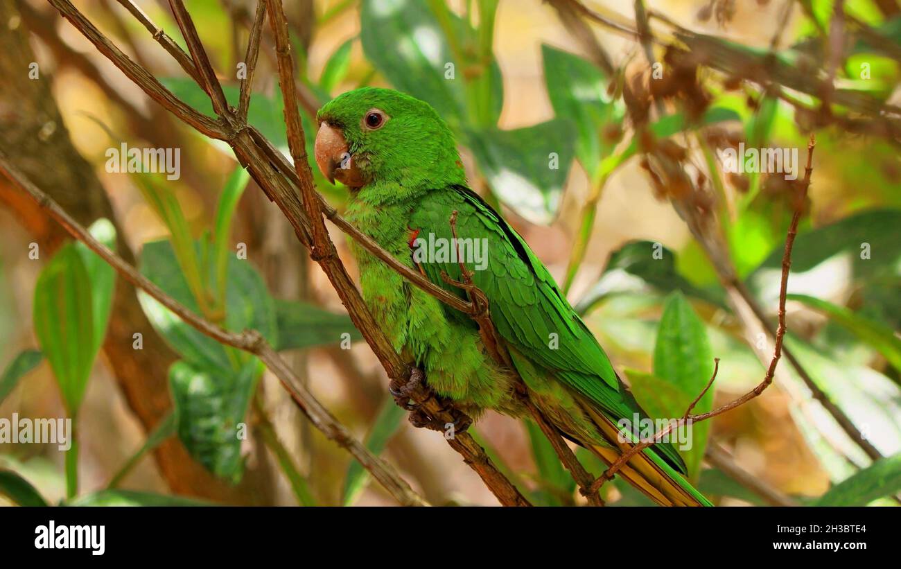 A photo of a green parrot Stock Photo - Alamy