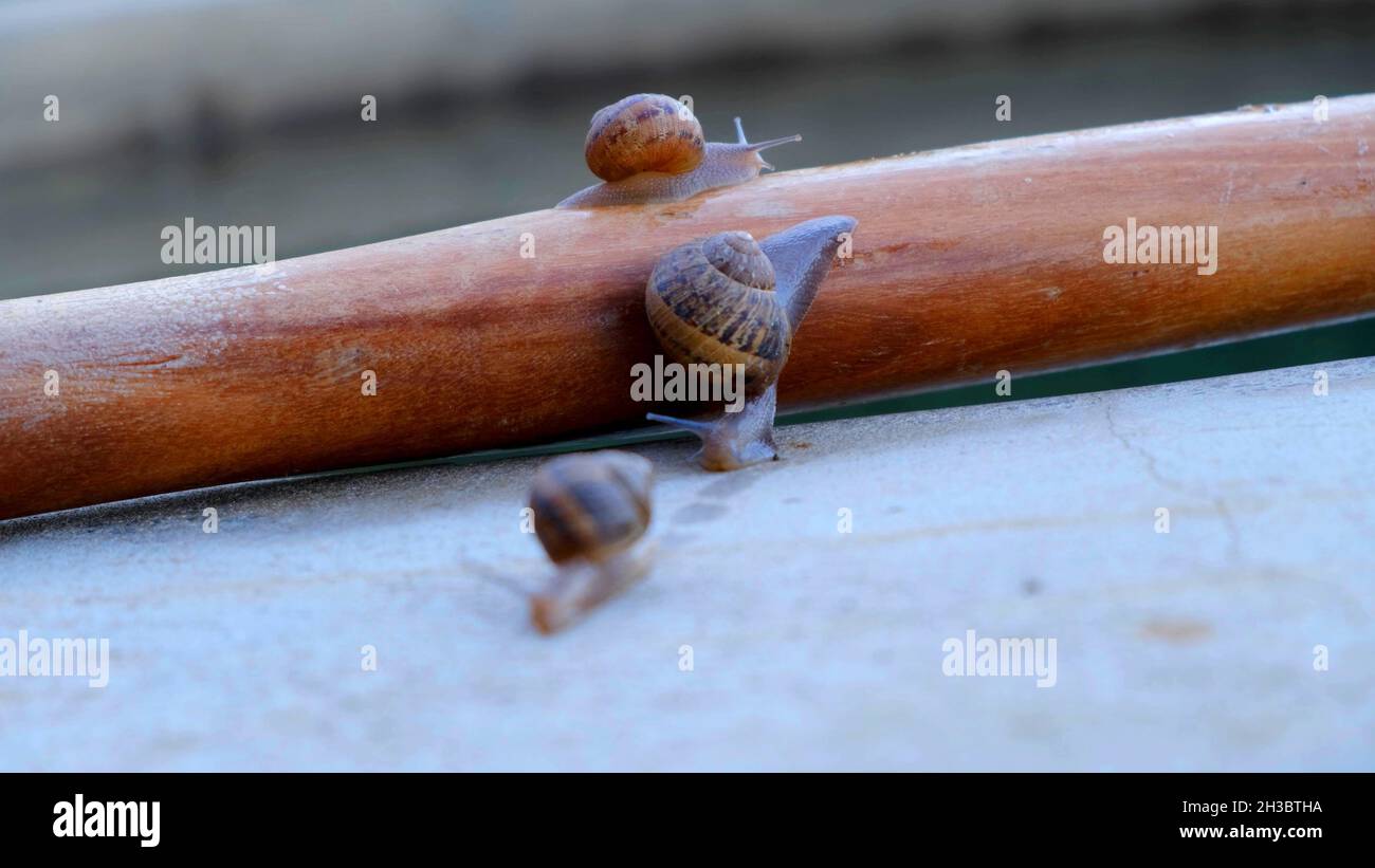 A photo of three snails Stock Photo - Alamy