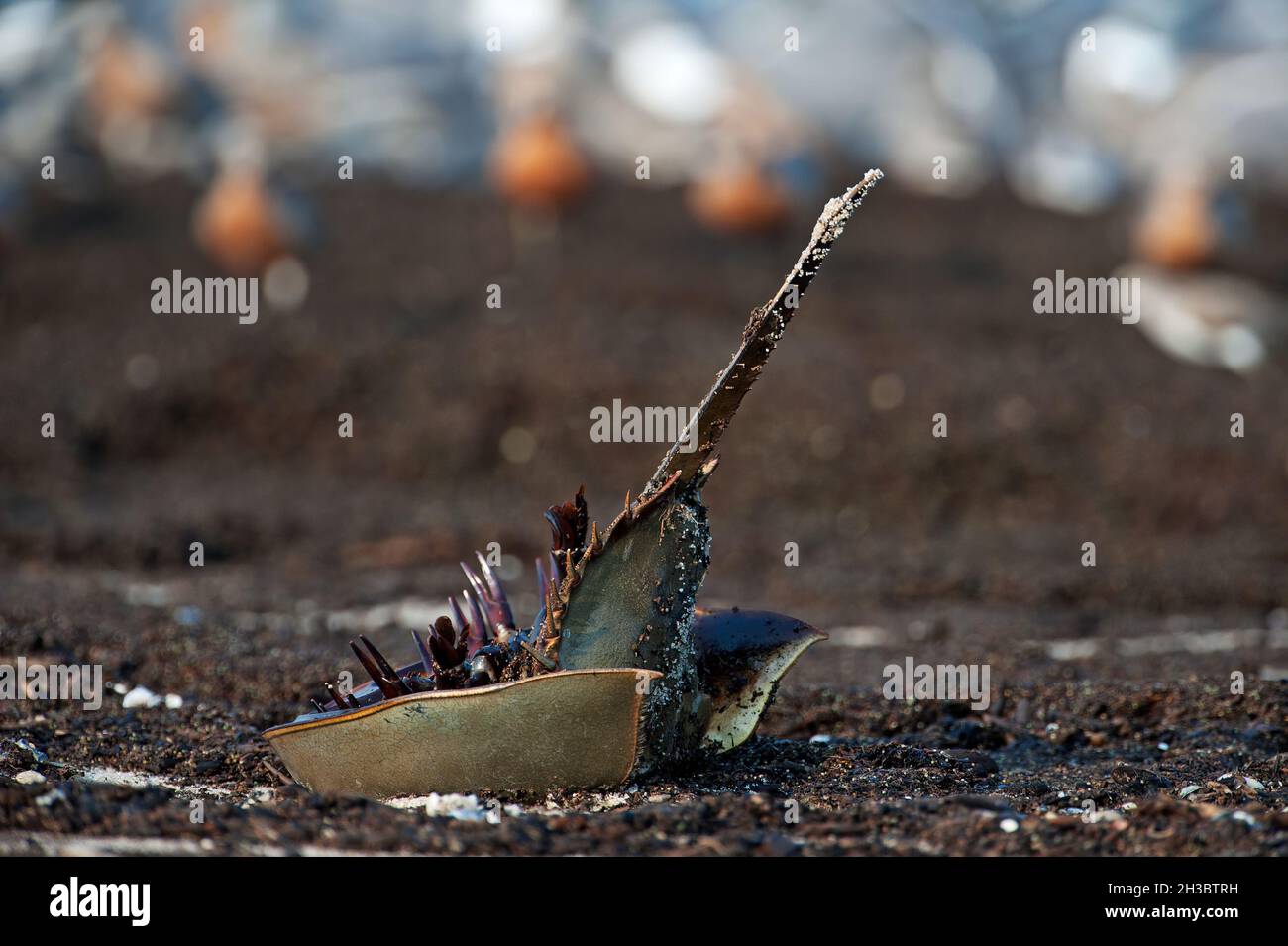 Horseshoe crab and laughing gulls at Delaware Bay during spring ...