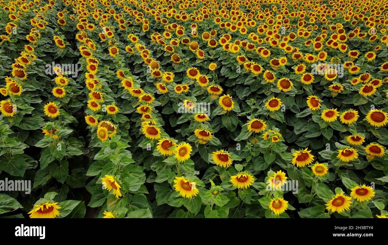 An aerian view of a sunflower field Stock Photo - Alamy