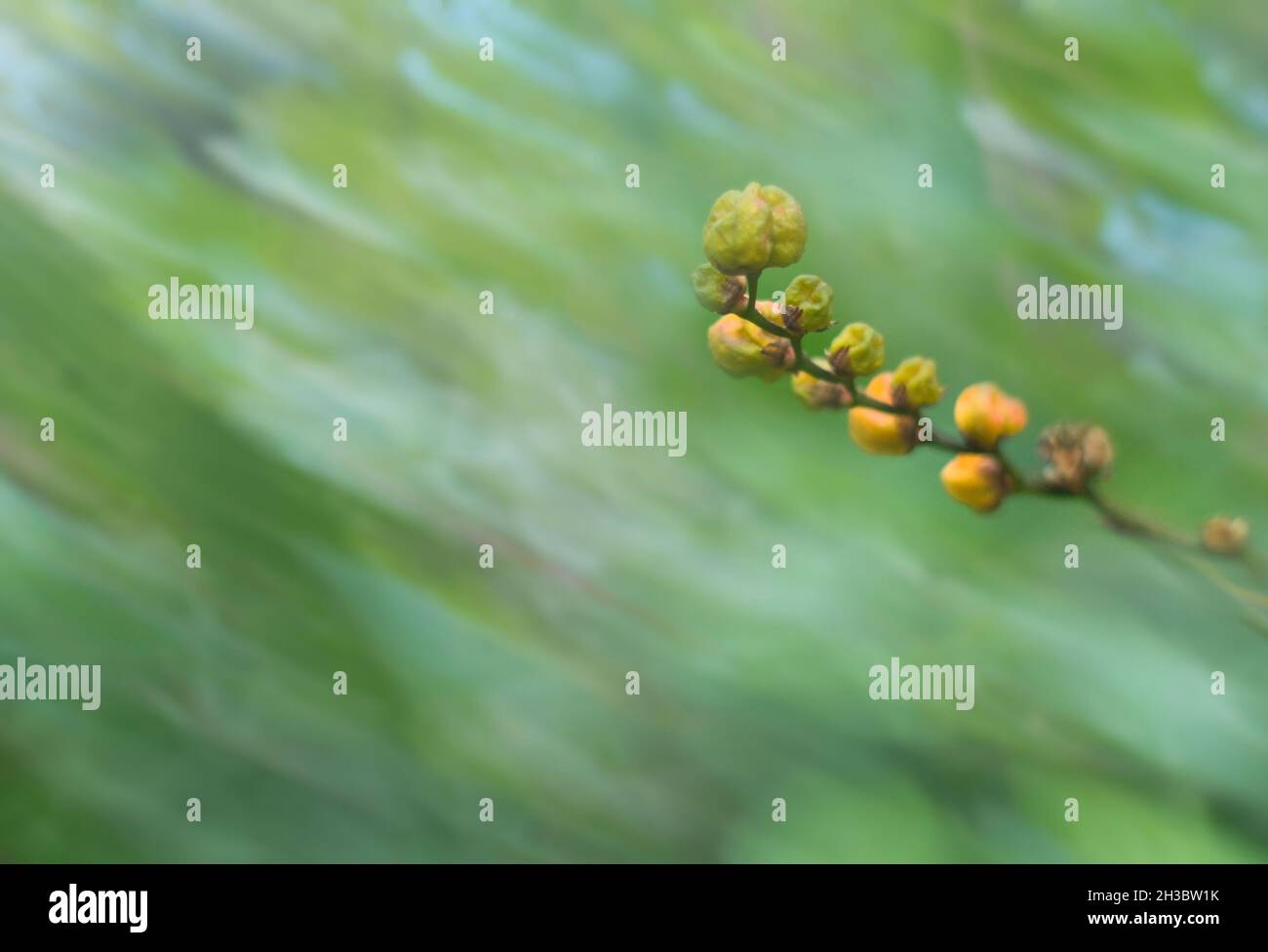 Close-up shot of buds on a blurred background Stock Photo - Alamy