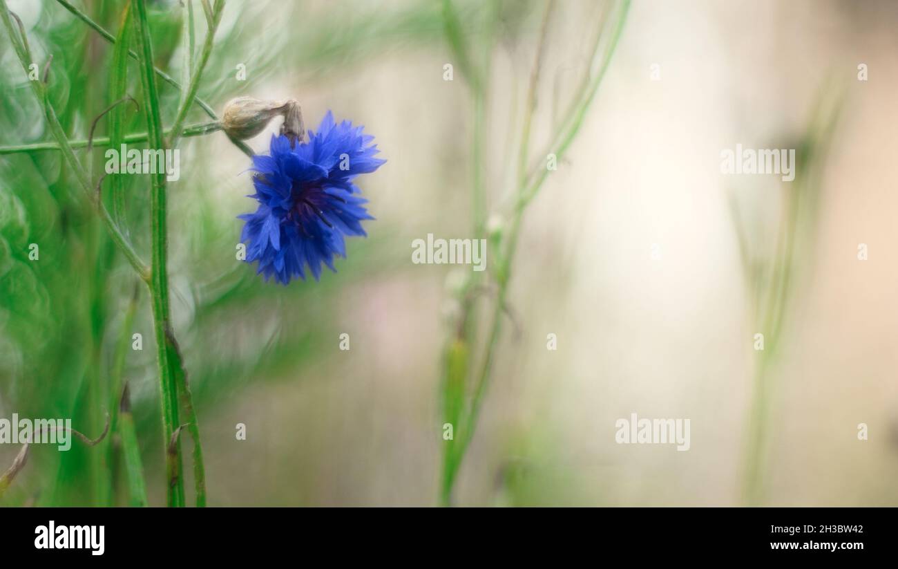 Close-up shot of a blue Centaurea on a blurred background Stock Photo ...