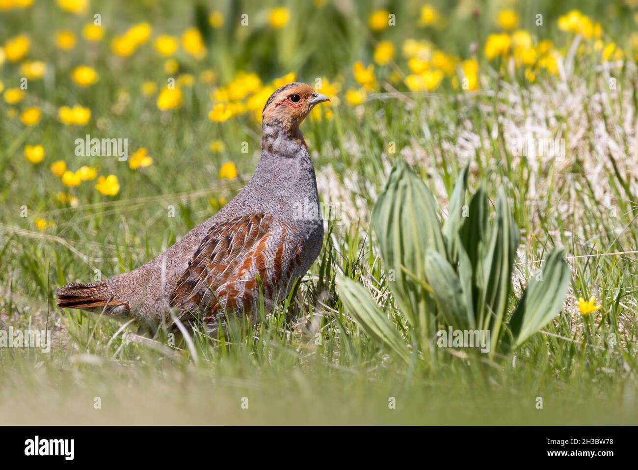 Grey Partridge (Perdix perdix), side view of an adult male standing in ...