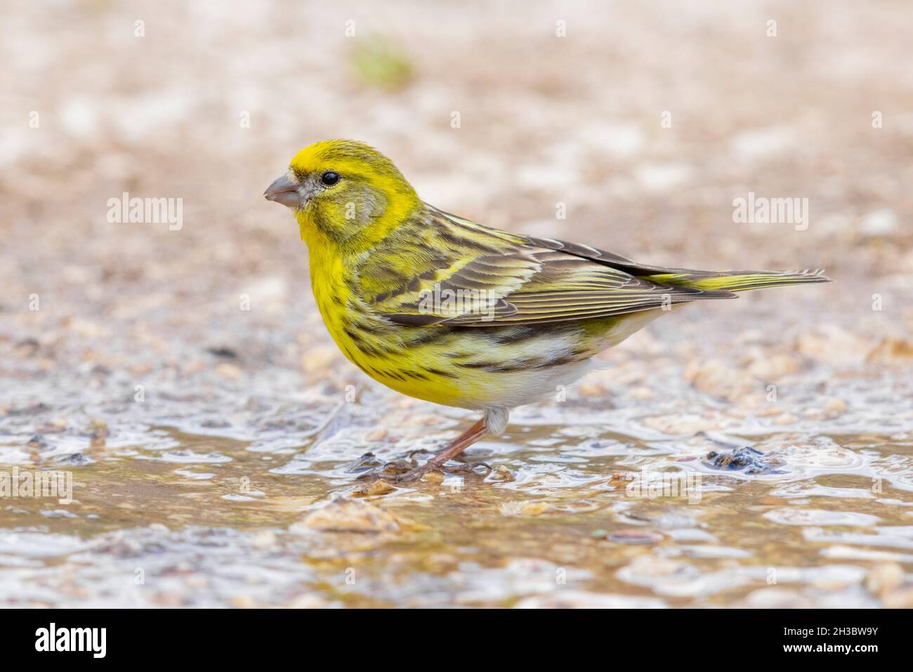 European Serin (Serinus serinus), side view of an adult male standing ...