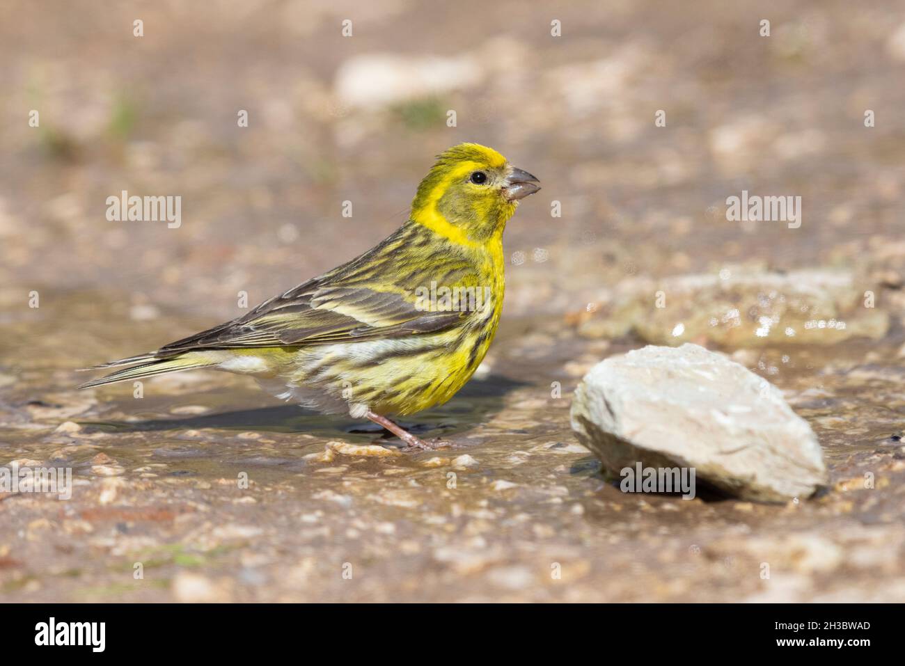 European Serin (Serinus serinus), side view of an adult male standing ...