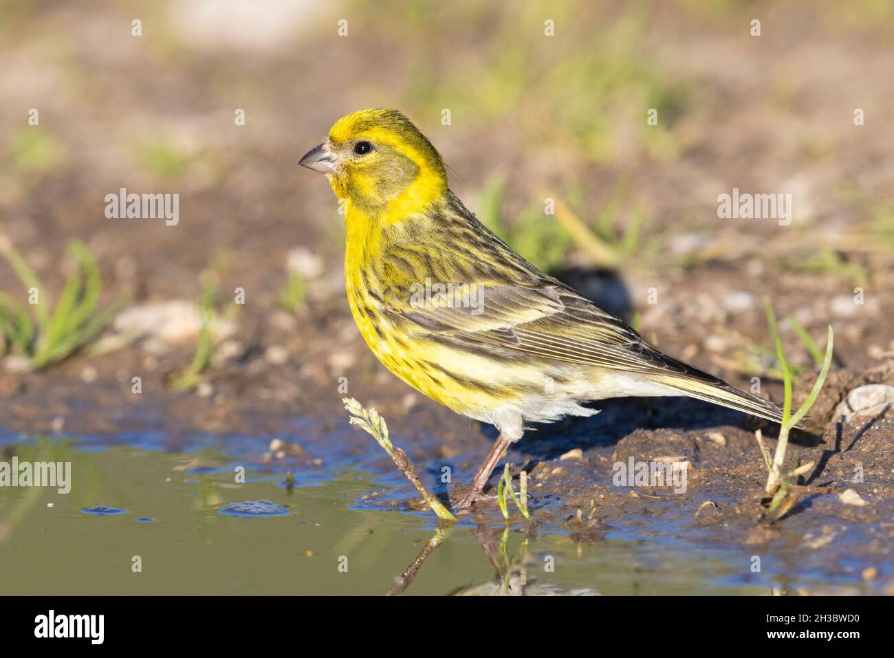 European Serin (Serinus serinus), side view of an adult male standing ...