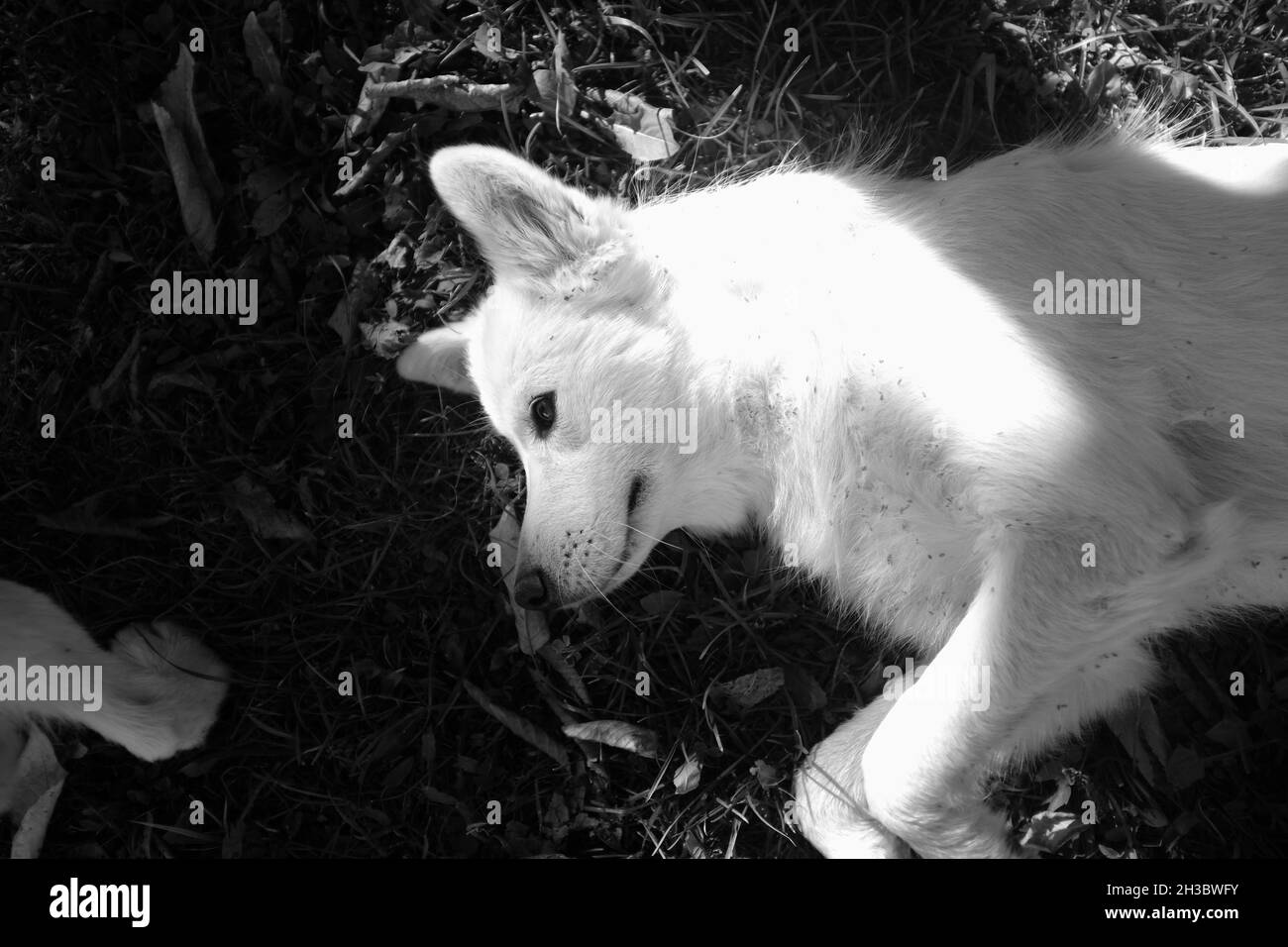 Dog top view Black and White Stock Photos & Images - Alamy