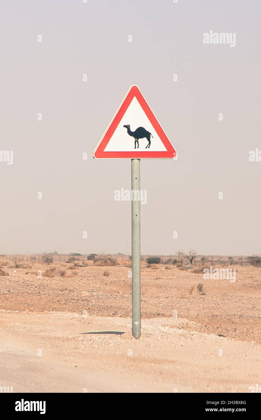 Road sign caution camels crossing. Street sign danger of wandering ...
