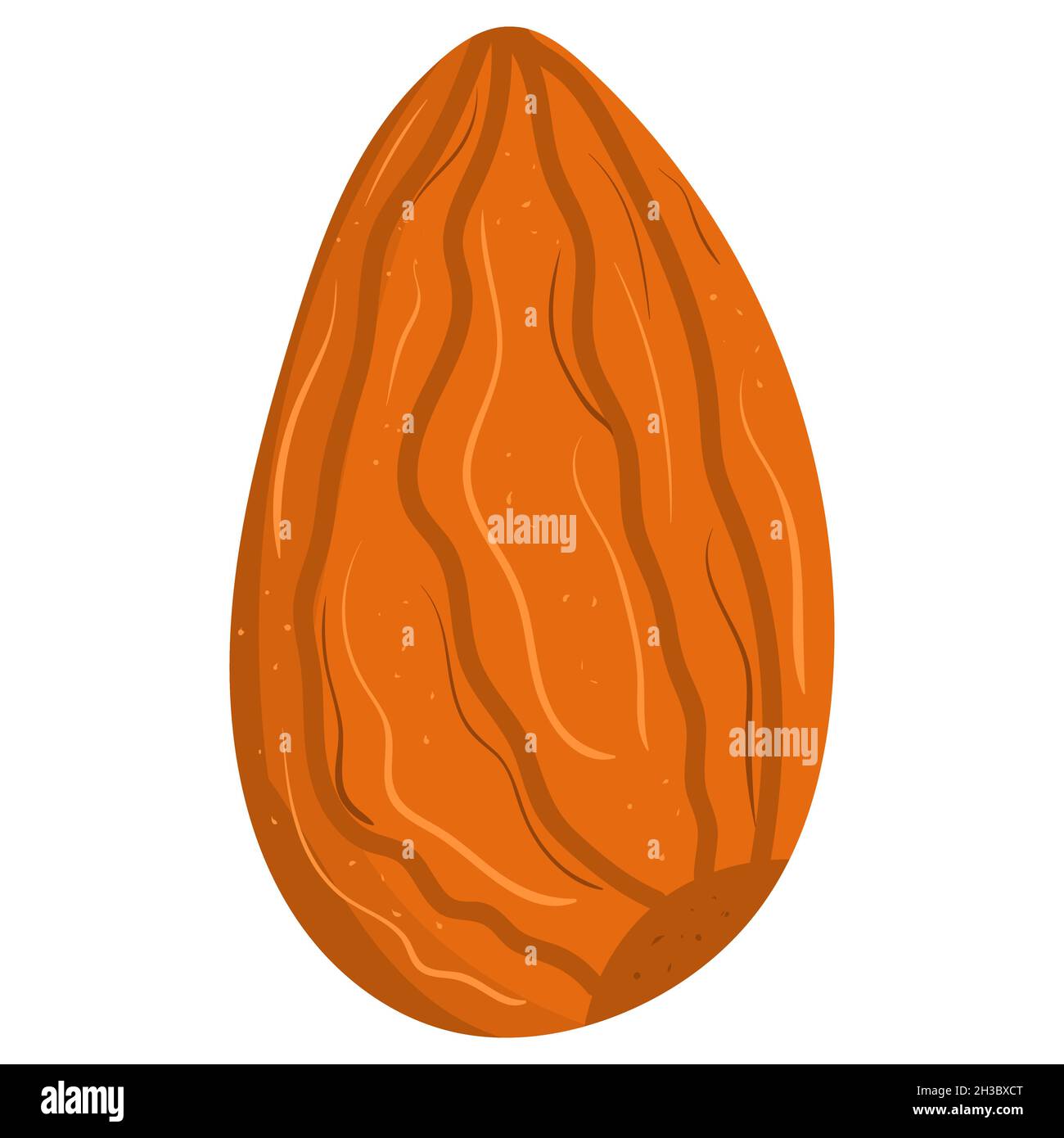 Almond Vector Png