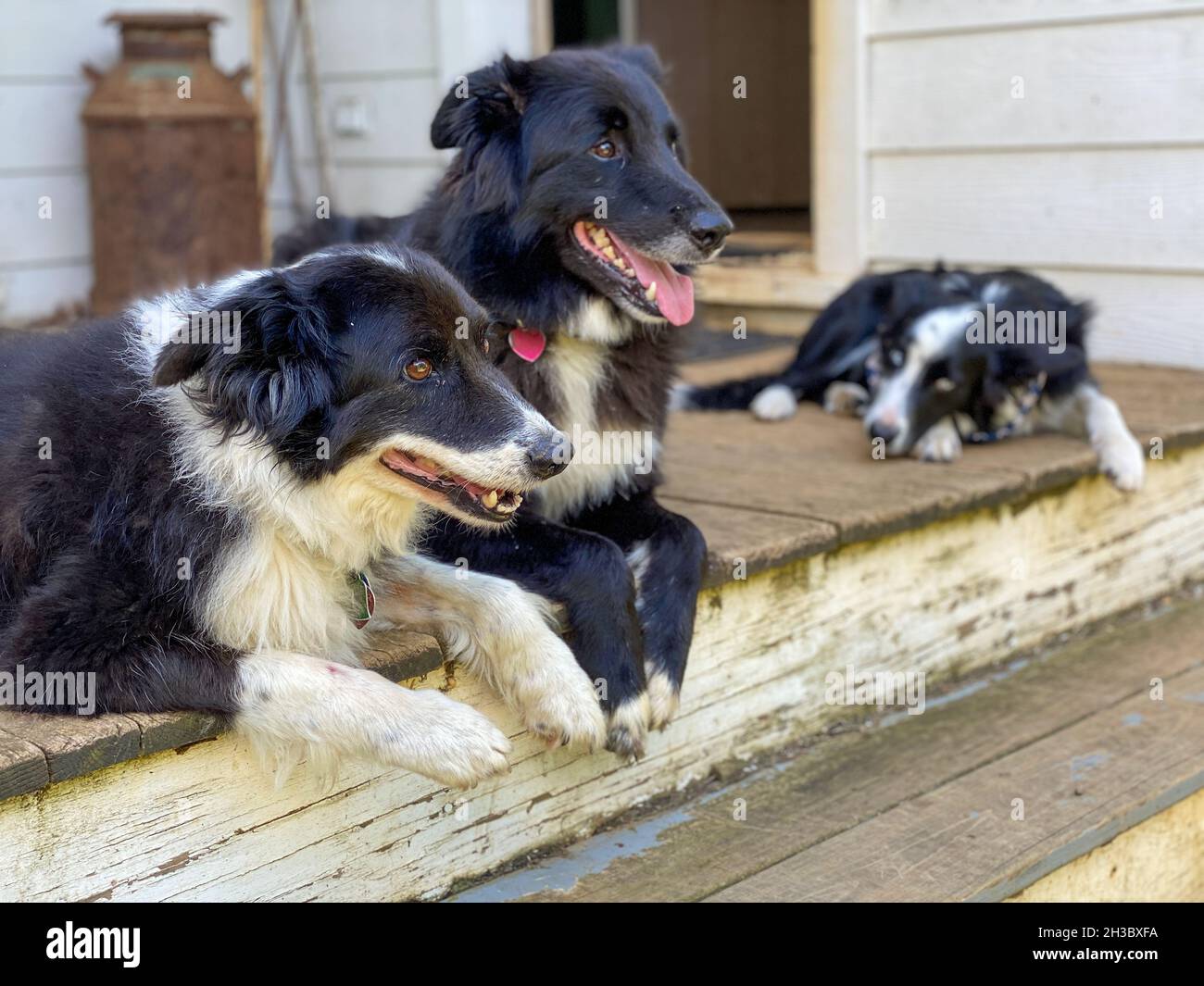 Group of Border Collies of various ages sitting together on front porch ...