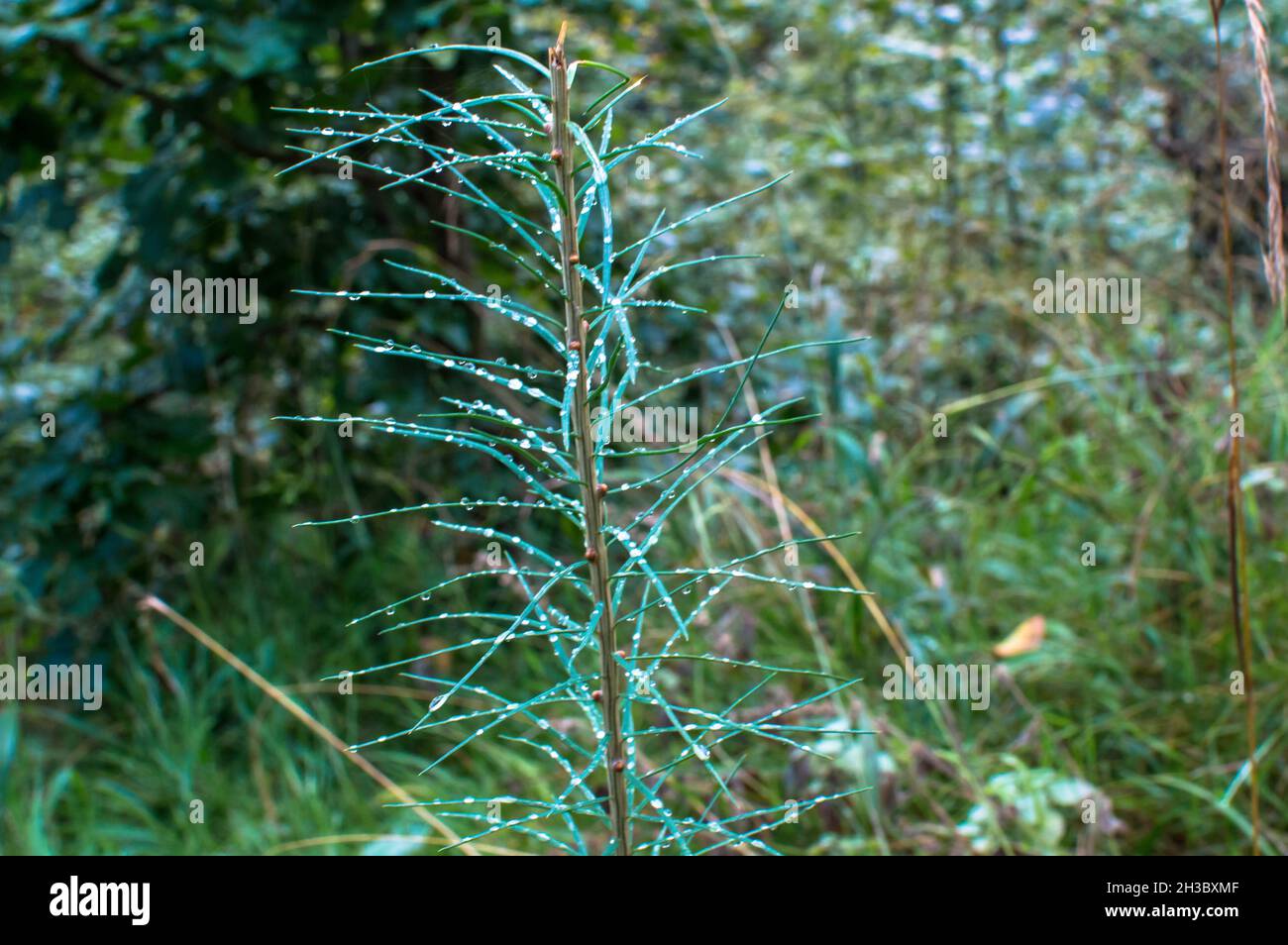 Plantas arbustos hi-res stock photography and images - Alamy
