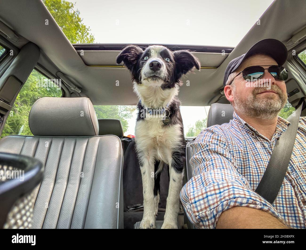 Border collie in car hi-res stock photography and images - Alamy