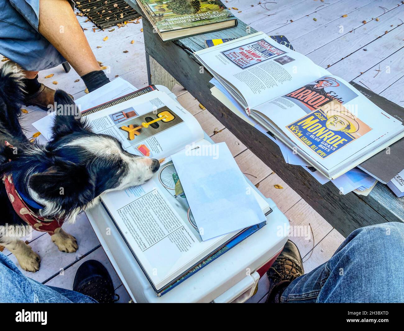 Border Collie sniffing open book on porch, Fallston, MD Stock Photo - Alamy
