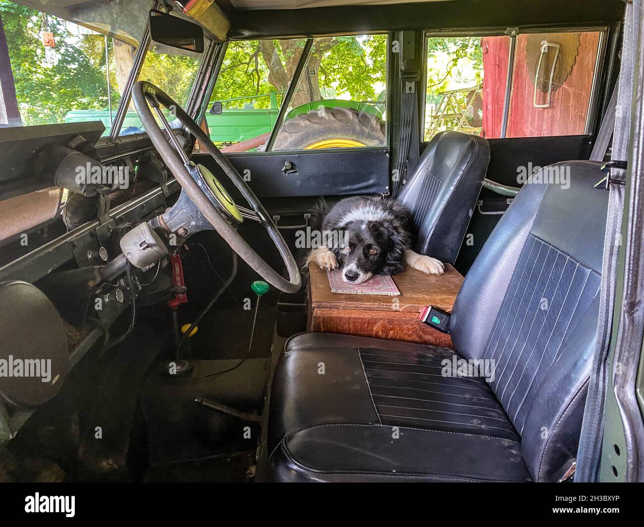 Older Border Collie sits in front seat of Land Rover, Fallston, MD ...