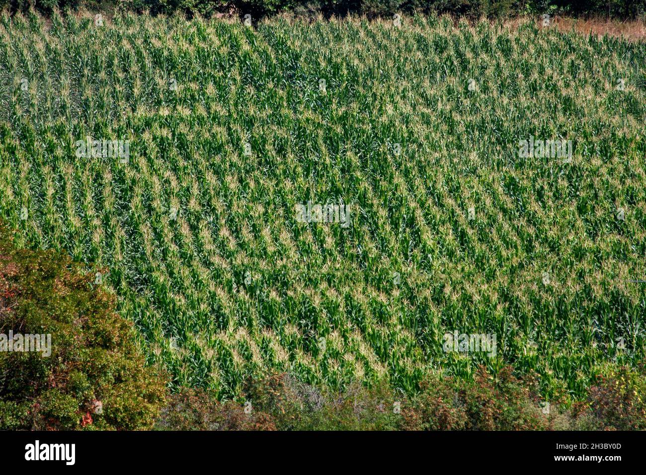 Crop maize growth stage hi-res stock photography and images - Alamy