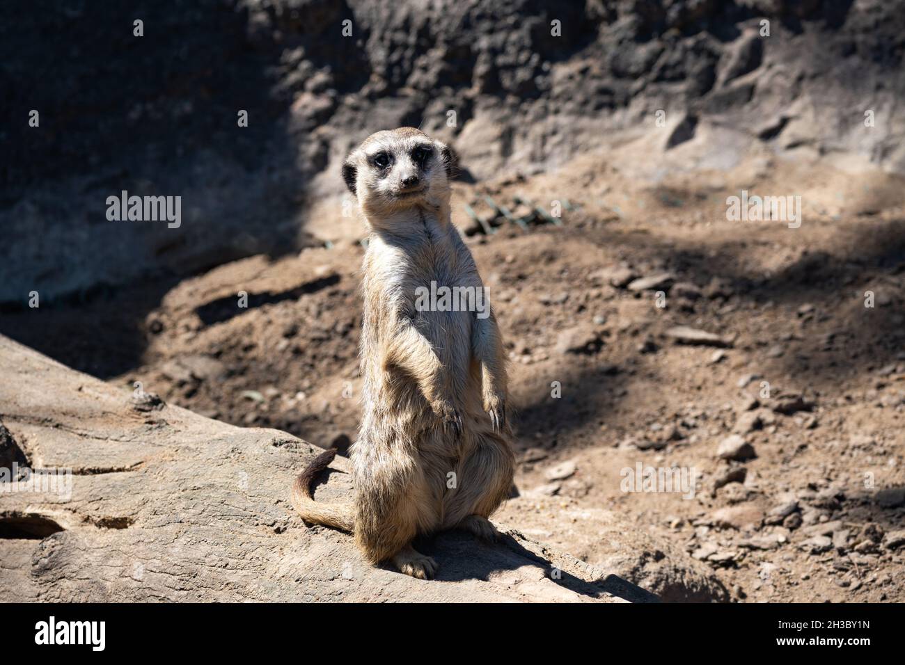Selective focus shot of a meerkat sitting in a desert Stock Photo - Alamy