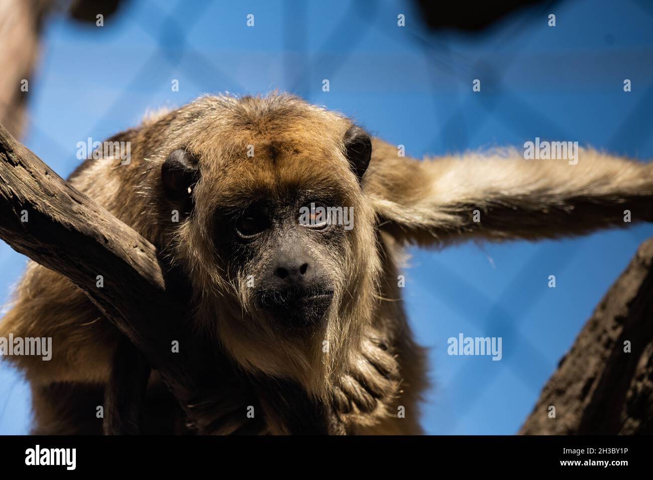 Selective focus shot of a monkey staring at the camera leaning on a ...