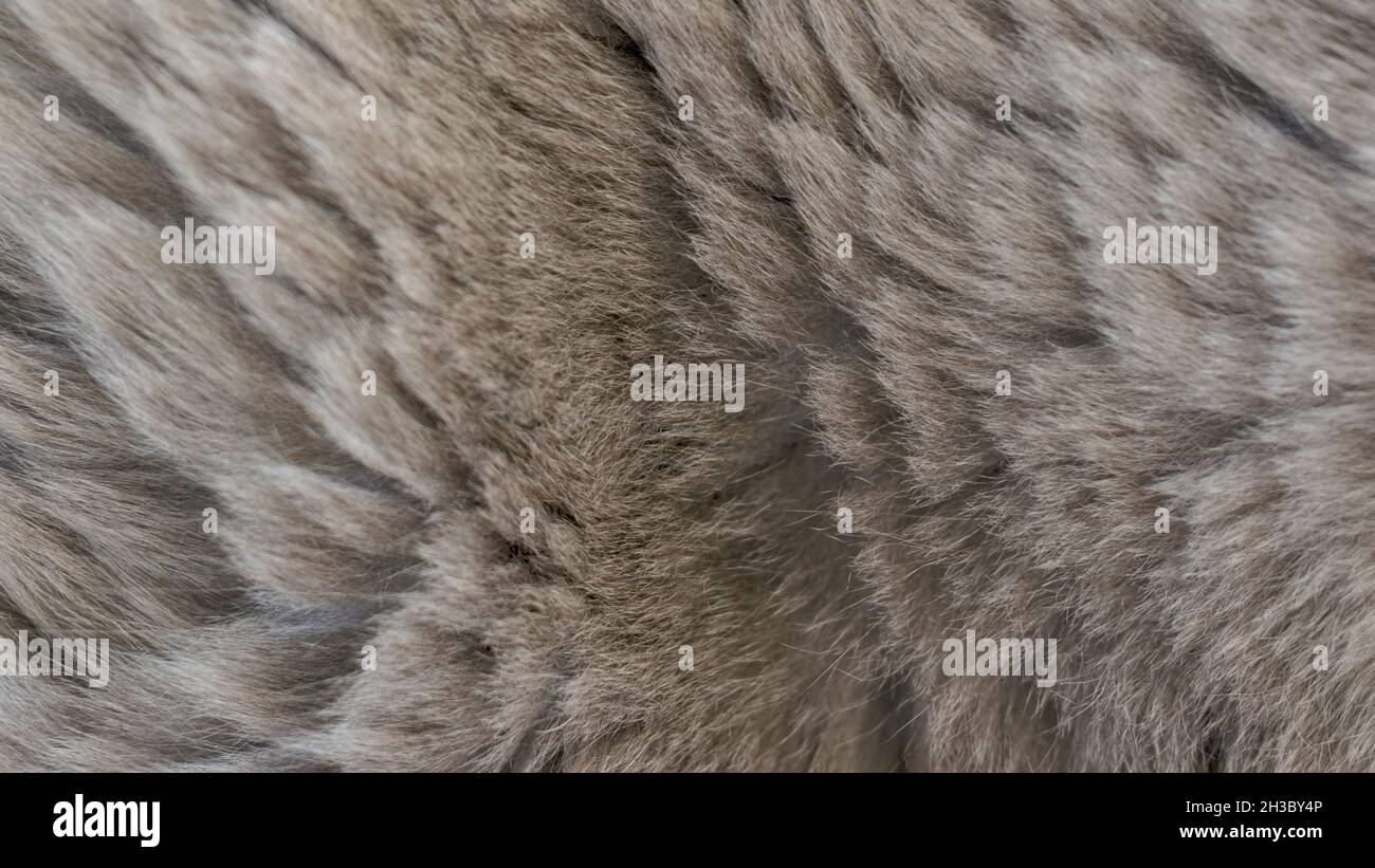 background cat fur gray lilac fluffy selective focus Stock Photo - Alamy
