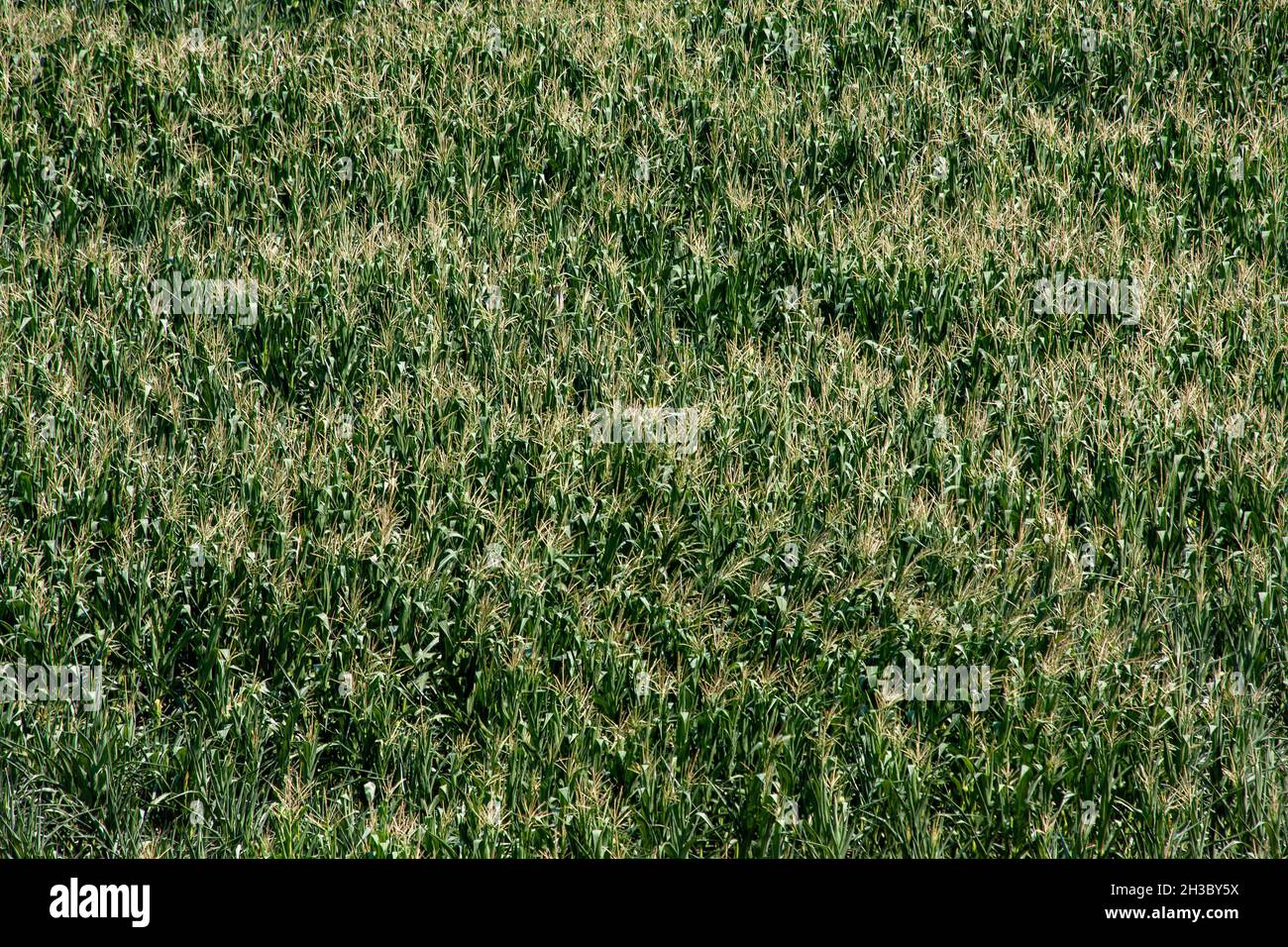 Crop maize growth stage hi-res stock photography and images - Alamy