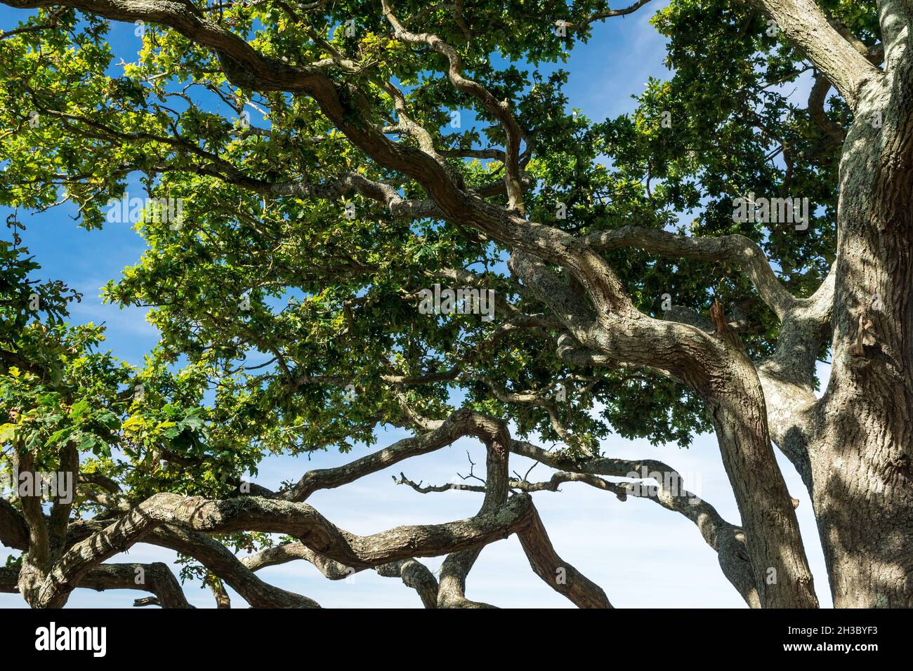 Nature Summer tree Stock Photo - Alamy
