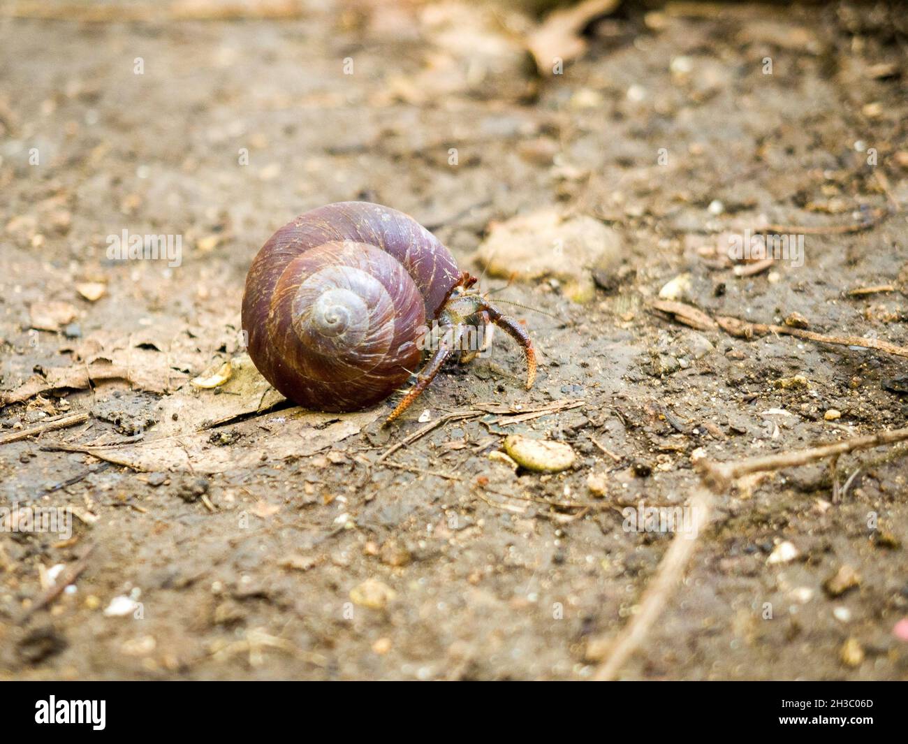Lonely snail slowly crawling on the wet ground Stock Photo - Alamy