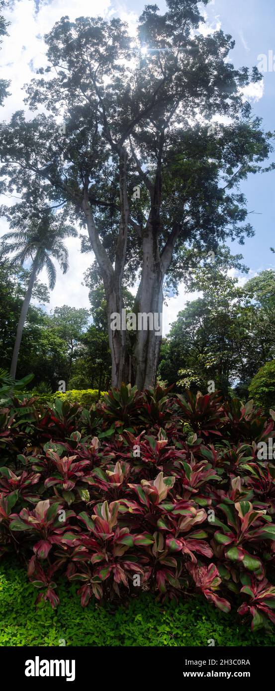 Trees and Plants on a Sunny Day in Medellin, colombia Stock Photo - Alamy