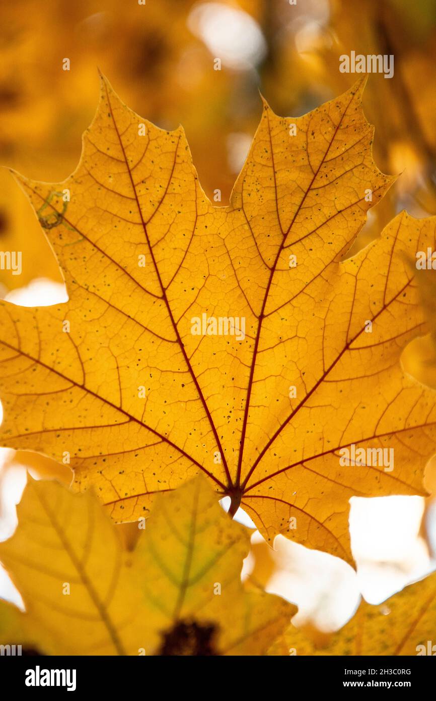 Yellow leaf veins hi-res stock photography and images - Alamy