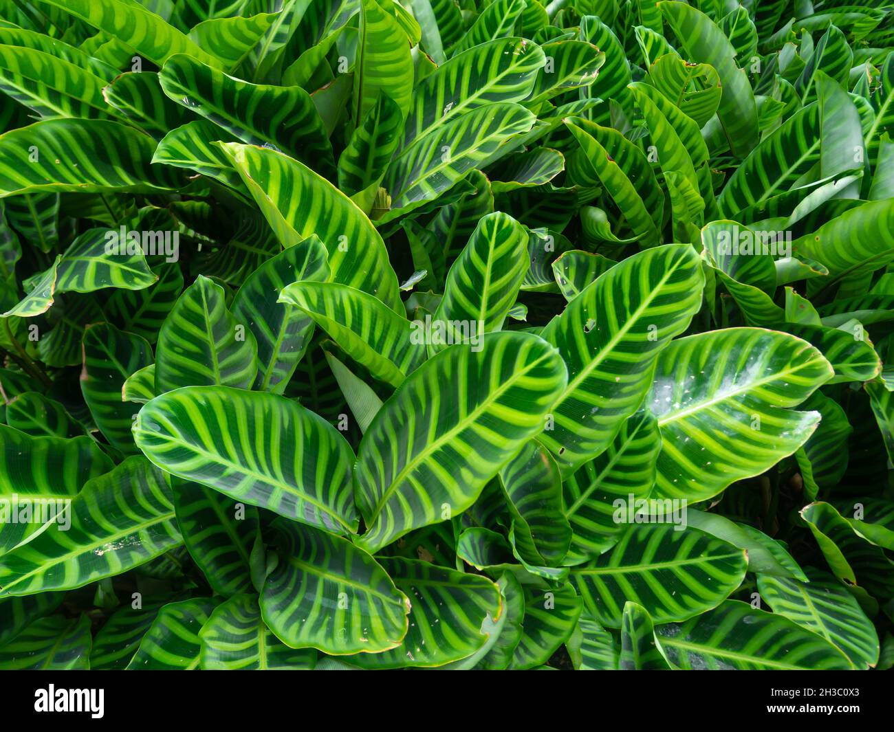 Goeppertia zebrina hi-res stock photography and images - Alamy