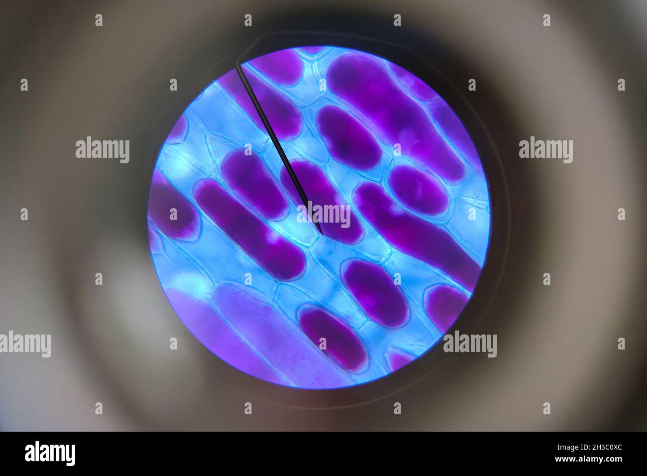 Onion cells hi-res stock photography and images - Alamy
