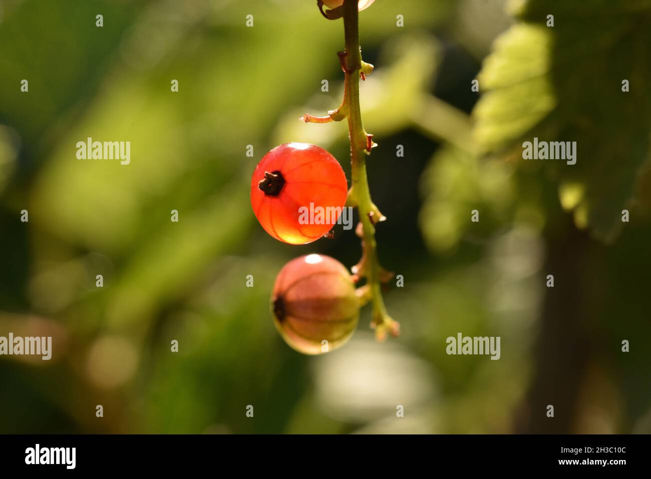 Selective focus of sunlight shining through red berries on a branch ...