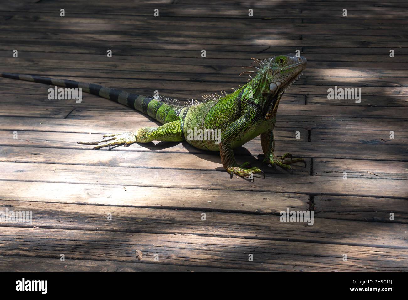 Green Iguana (Iguana Iguana) Large Herbivorous Lizard Stands on a ...