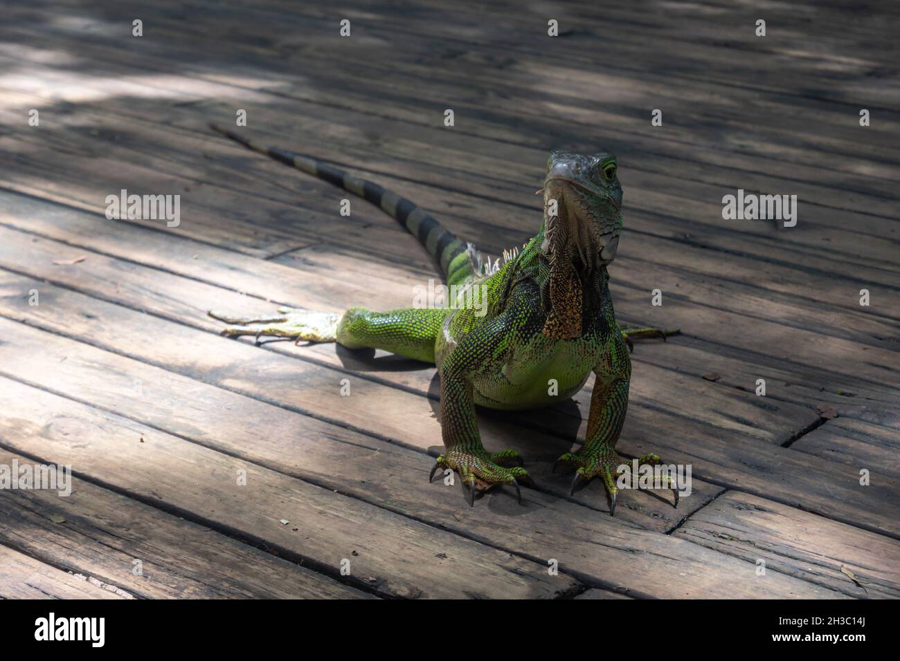 Green Iguana (Iguana Iguana) Large Herbivorous Lizard Stands on a ...