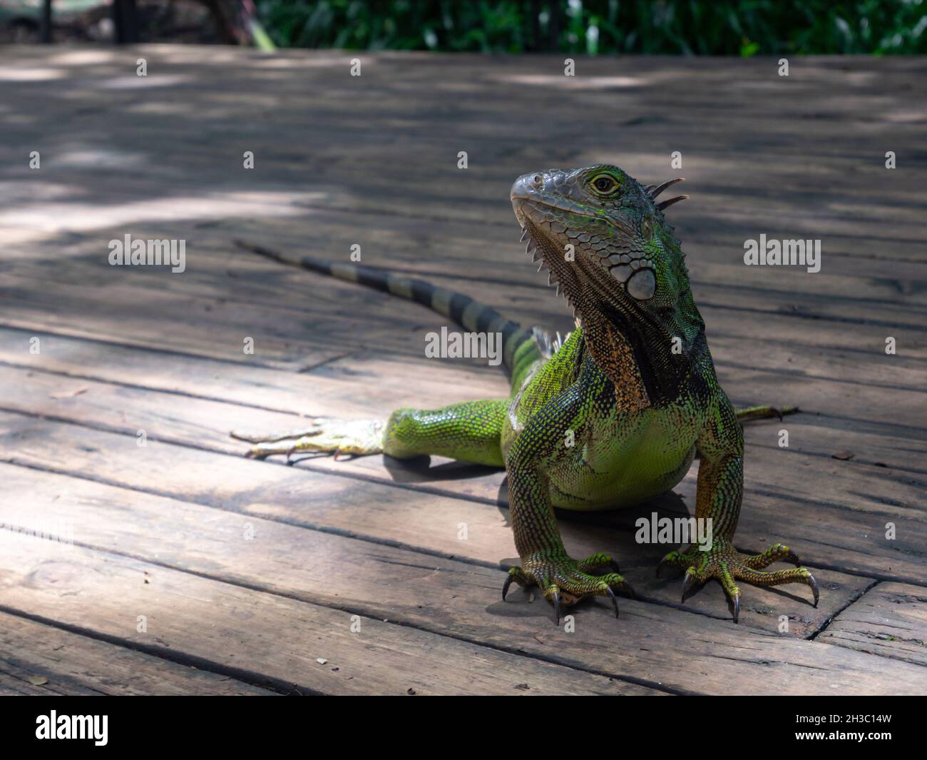 Green Iguana (Iguana Iguana) Large Herbivorous Lizard Stands on a ...