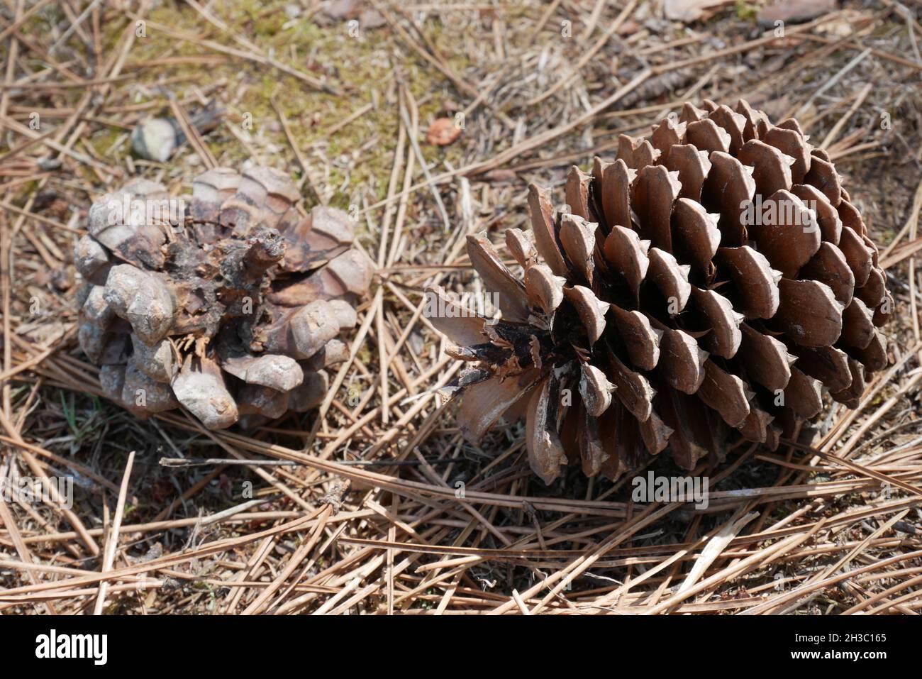 Closeup shot of cones on the ground Stock Photo - Alamy