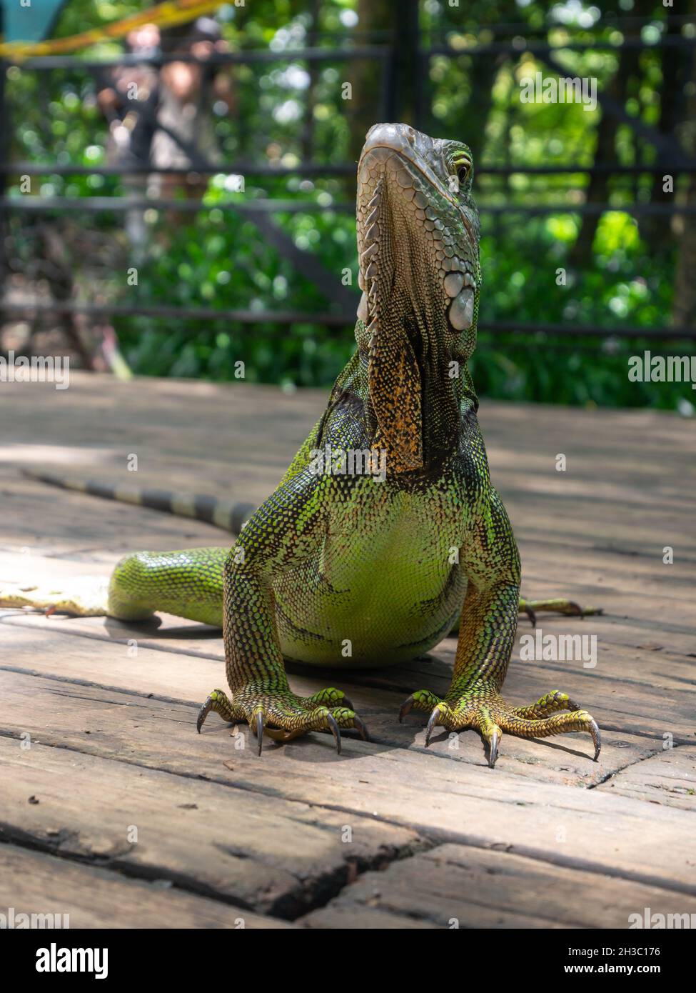 Green Iguana (Iguana Iguana) Large Herbivorous Lizard Stands on a ...