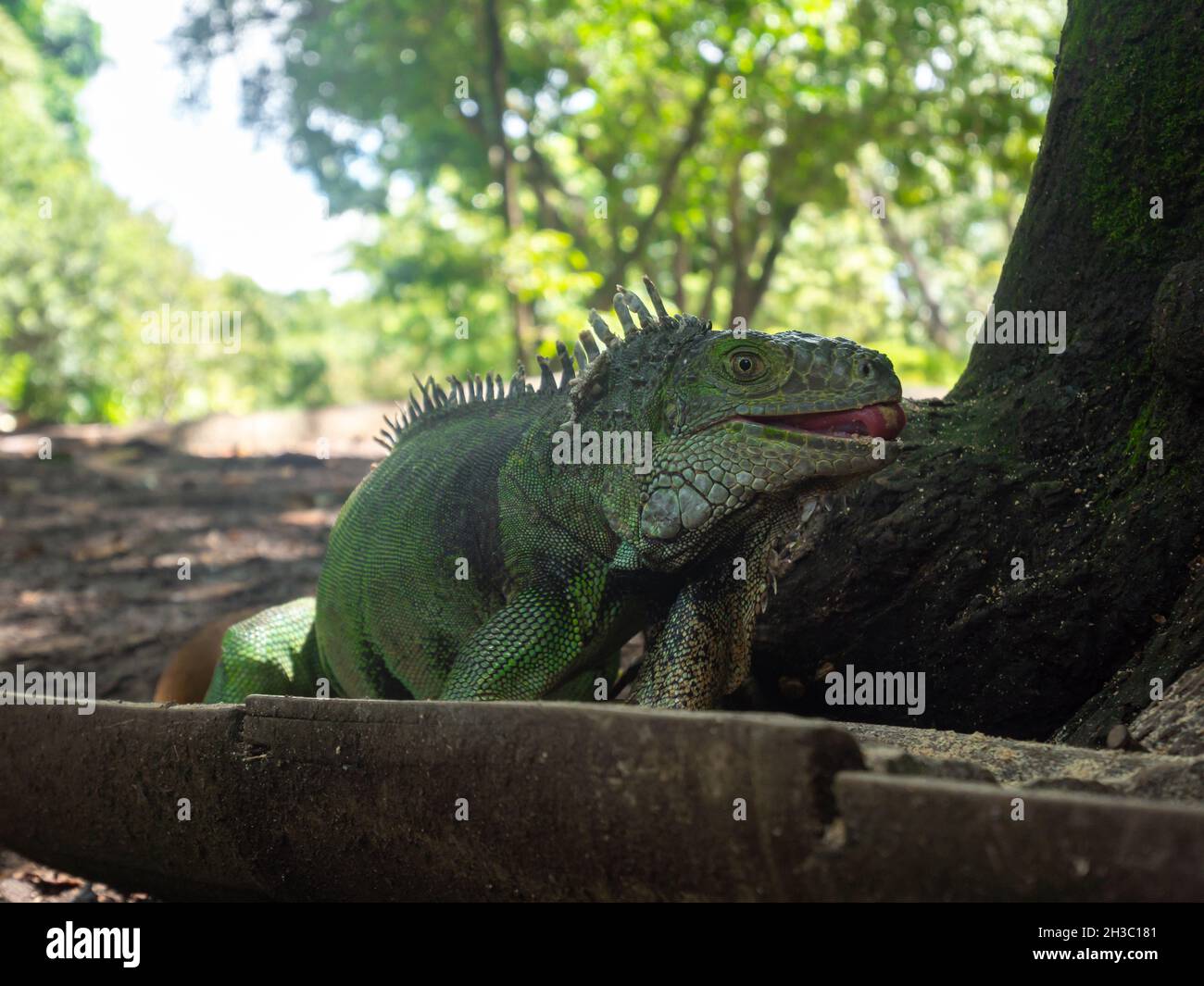 Green Iguana (Iguana Iguana) Large Herbivorous Lizard Stands Feeds in ...