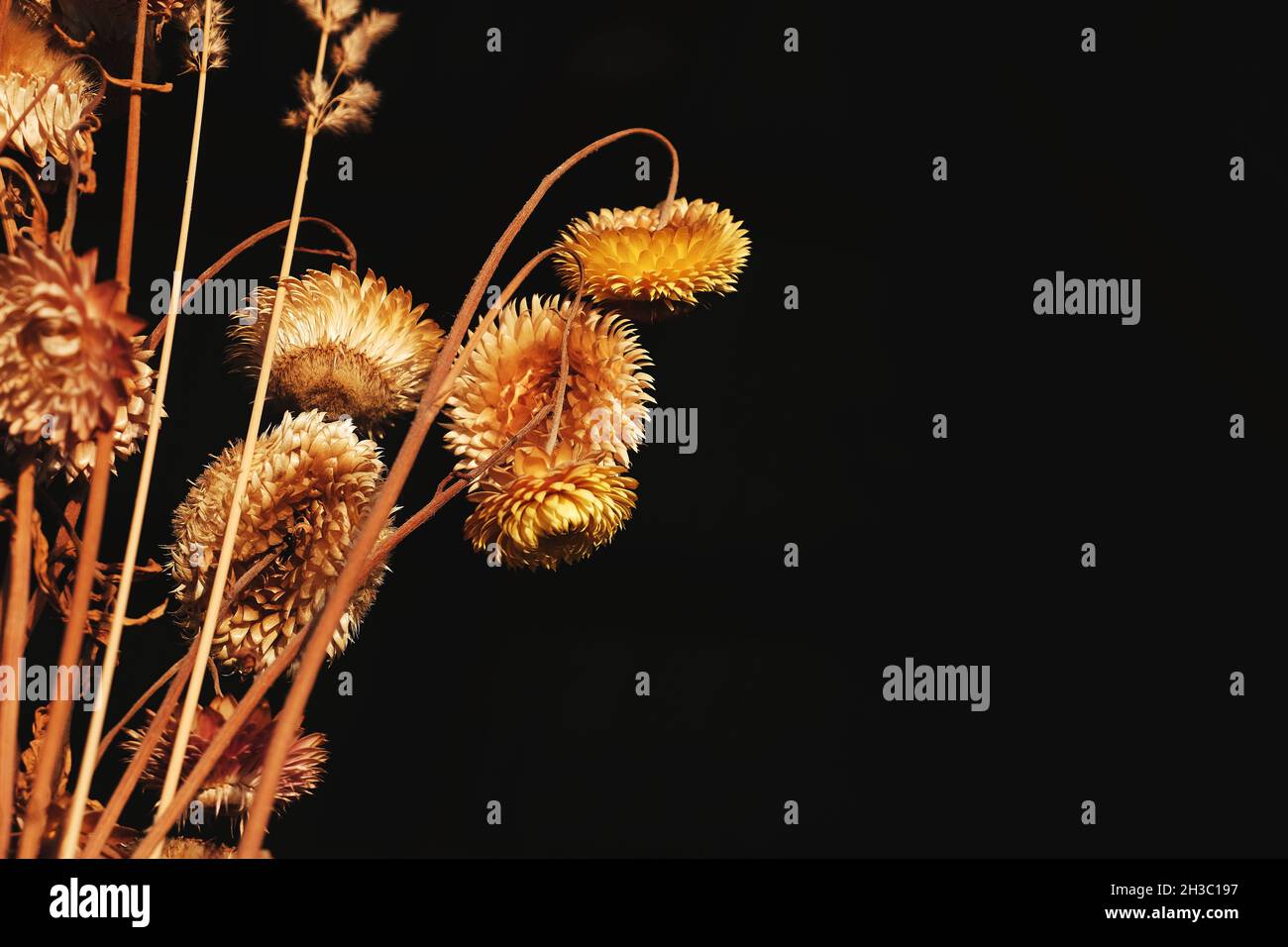 Dried Aster flower on a black background Stock Photo - Alamy