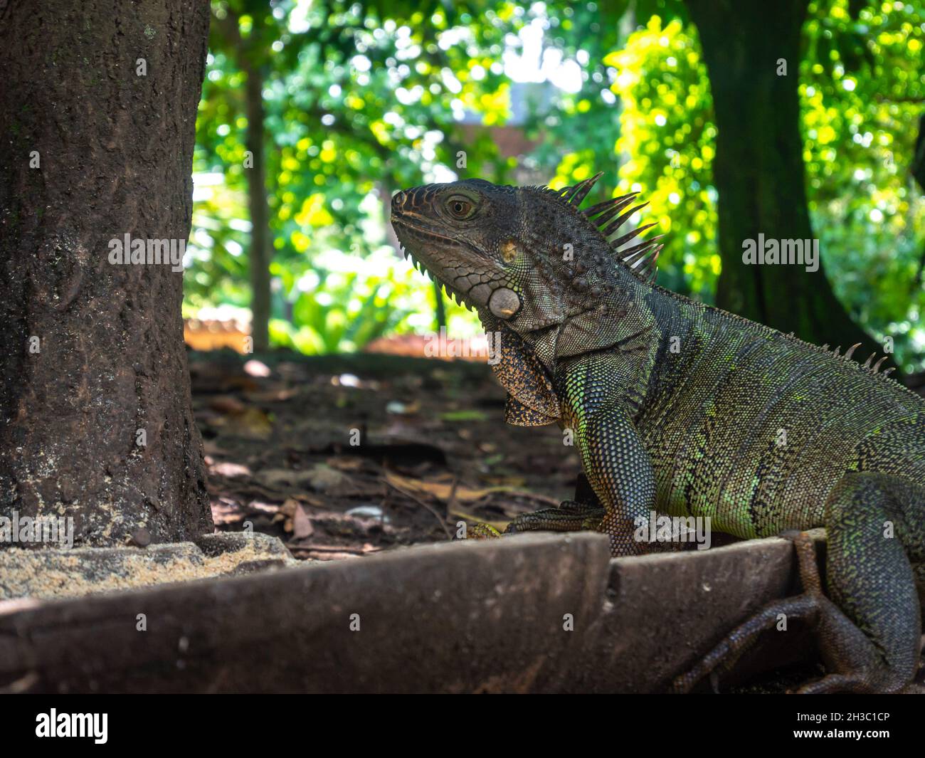 Green Iguana (Iguana Iguana) Large Herbivorous Lizard Stands Feeds in ...