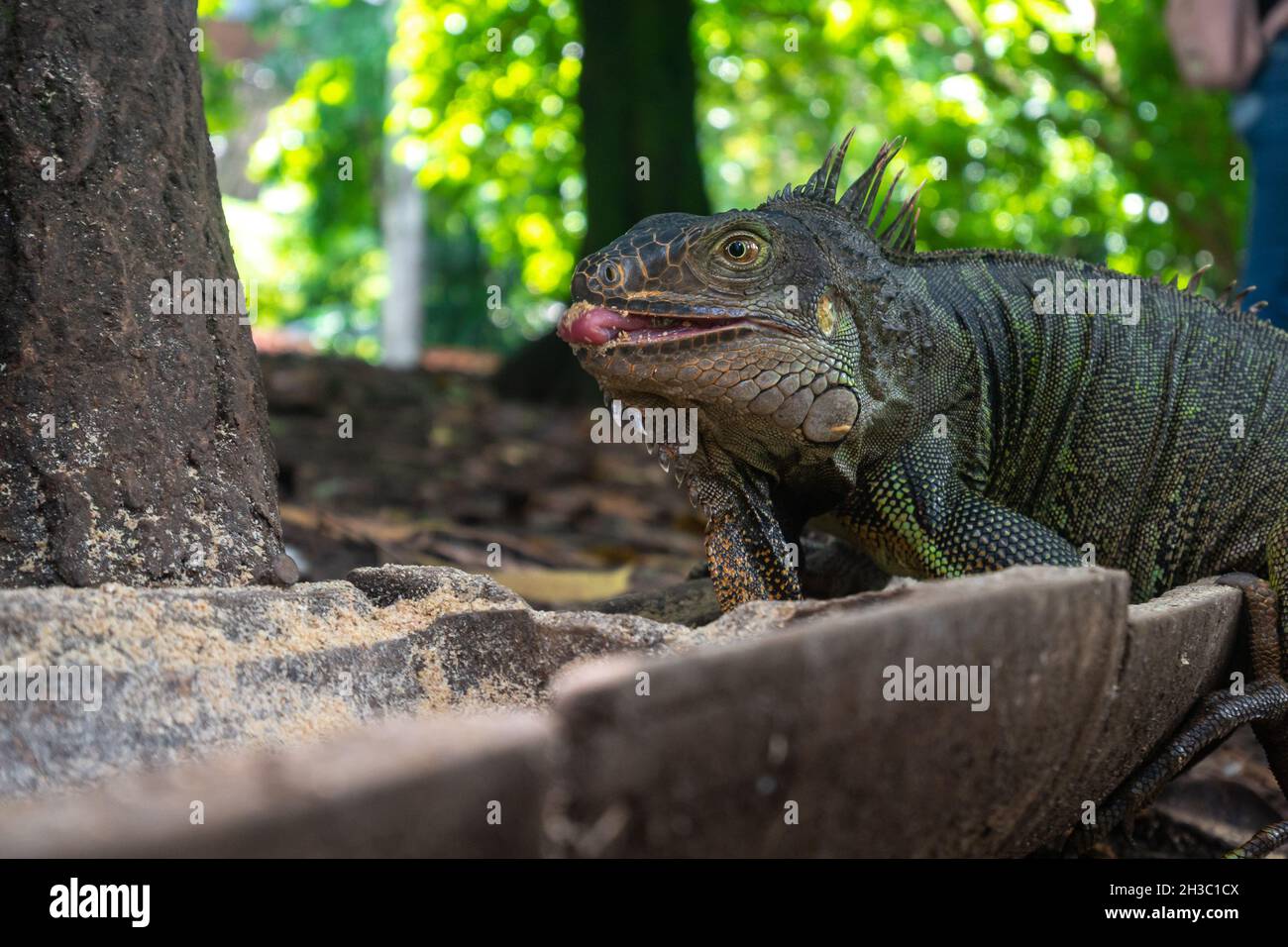 Green Iguana (Iguana Iguana) Large Herbivorous Lizard Stands Feeds in ...