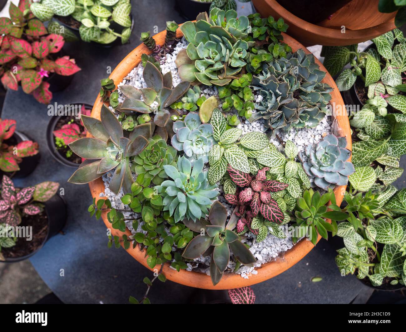 Several Succulent Plants in a Single Pot Stock Photo - Alamy