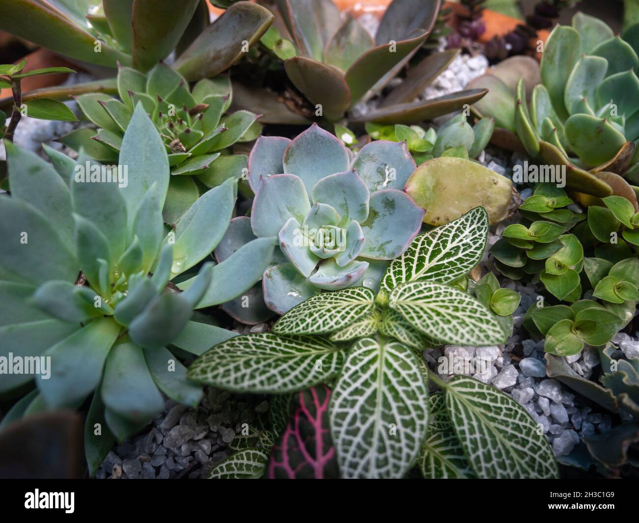 Several Succulent Plants in a Single Pot Stock Photo - Alamy