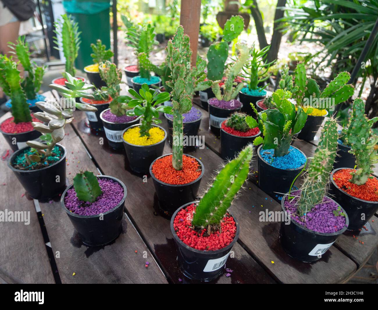 Night Blooming Cereus Known as Barbed-wire Cactus, Sword-Pear, Dildo ...