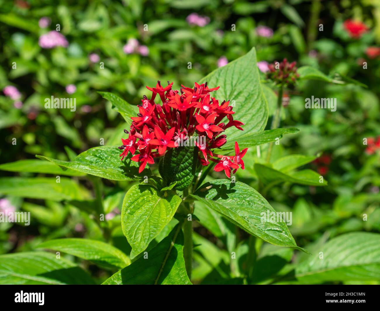 Pentas Lanceolata, Commonly Known as Egyptian Starcluster, Bunch of ...