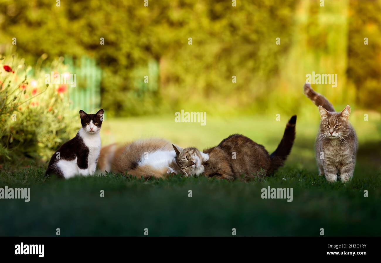 fluffy friends colorful cats walk in the summer sunny garden and lie on ...