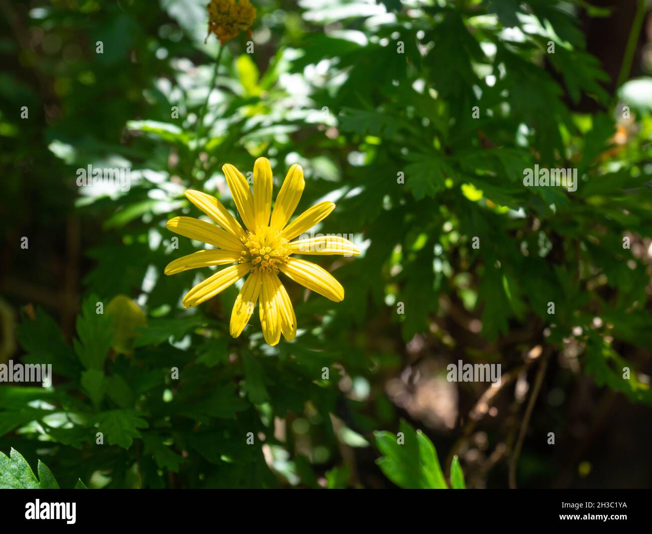 A Yellow Flower Known as African Bush Daisy or Bull's-Eye (Euryops ...
