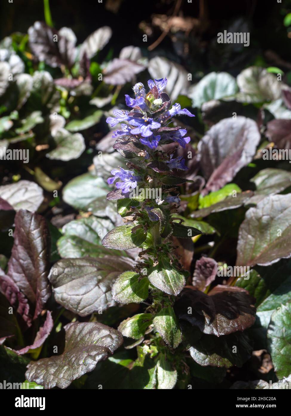 Bugle known as Bugleherb, Bugleweed, Carpetweed (Ajuga reptans) is a ...